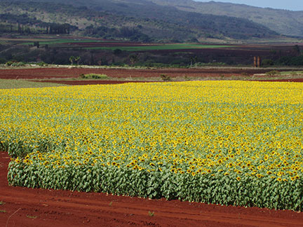 SPECIAL REPORT: American corn, soybeans born and bred in Hawaii ...