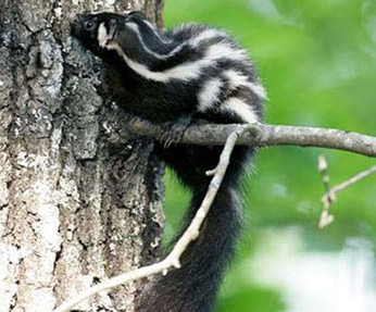Texas official fights Plains spotted skunk being considered for ...